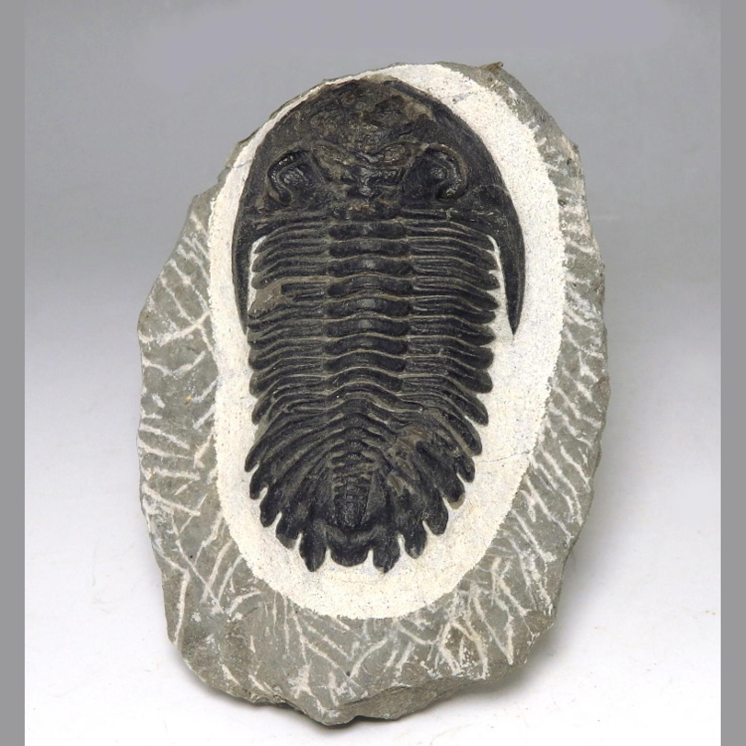 Fossils & Minerals - Preserved Fossil Remains- Minerals - Den of Antiquity