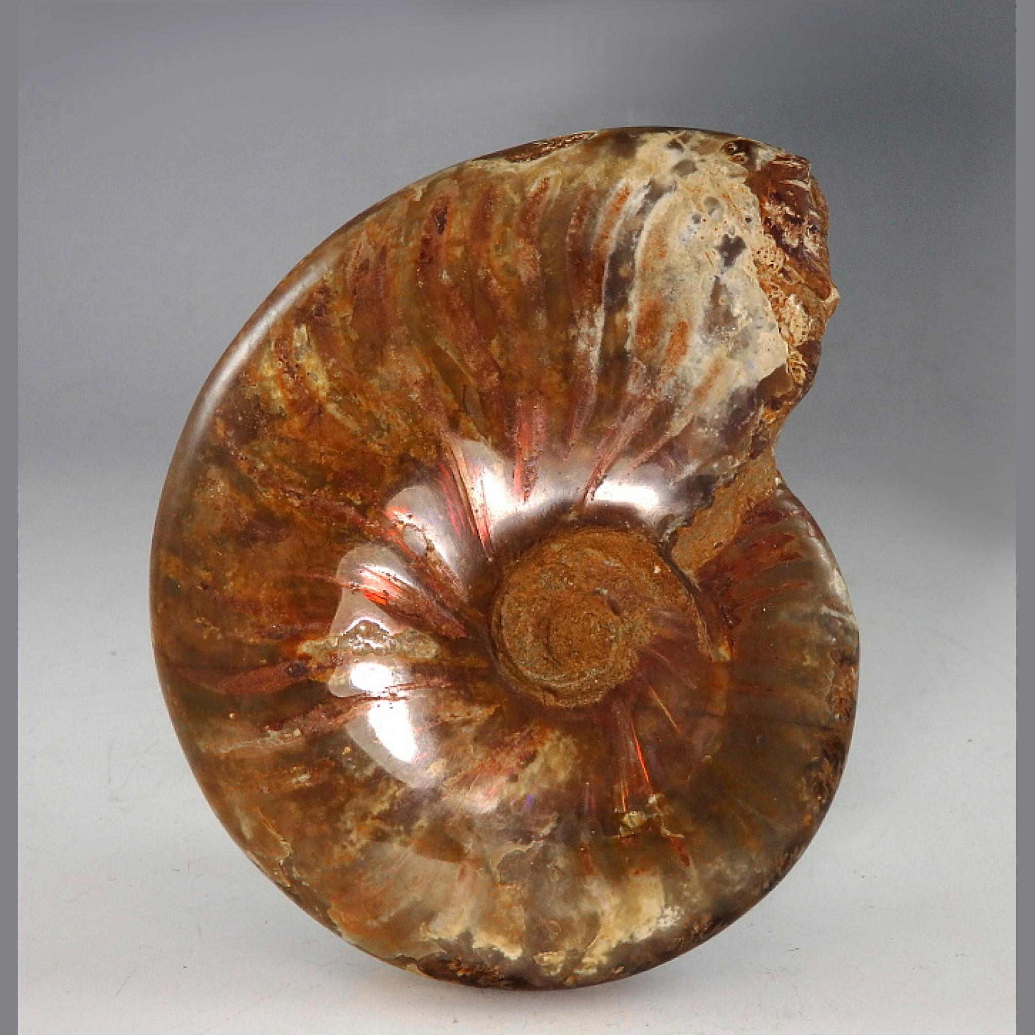 Fossils & Minerals - Preserved Fossil Remains- Minerals - Den of Antiquity