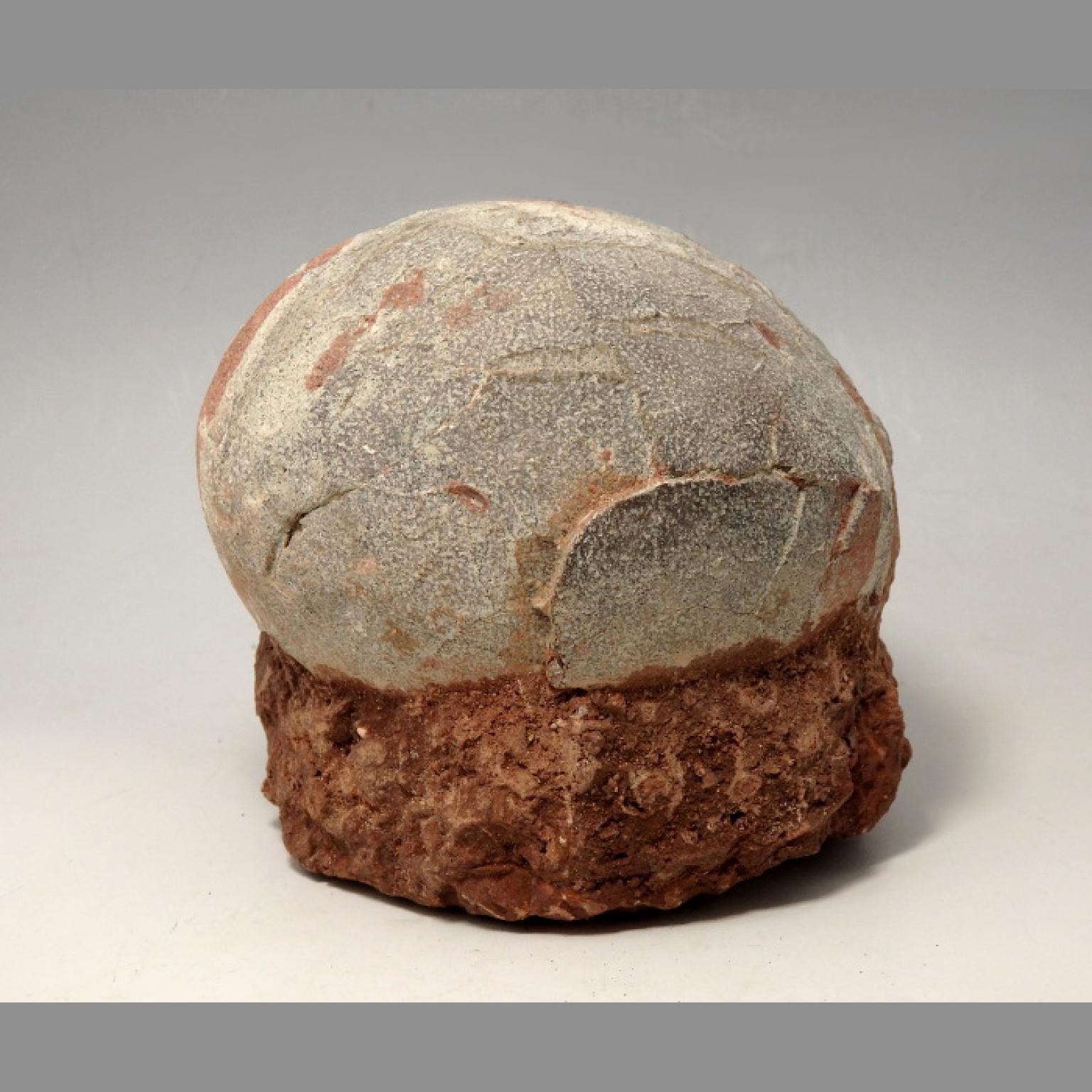 Fossils & Minerals - Preserved Fossil Remains- Minerals - Den of Antiquity