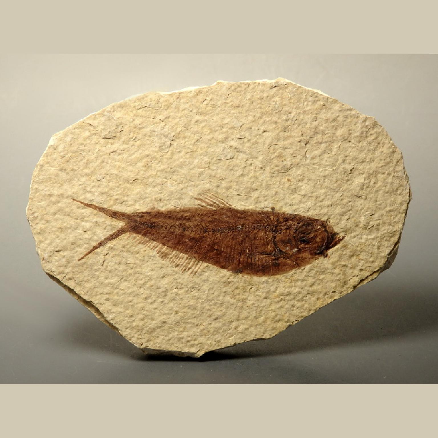 Fossils & Minerals - Preserved Fossil Remains- Minerals- Page 3 of 4 ...