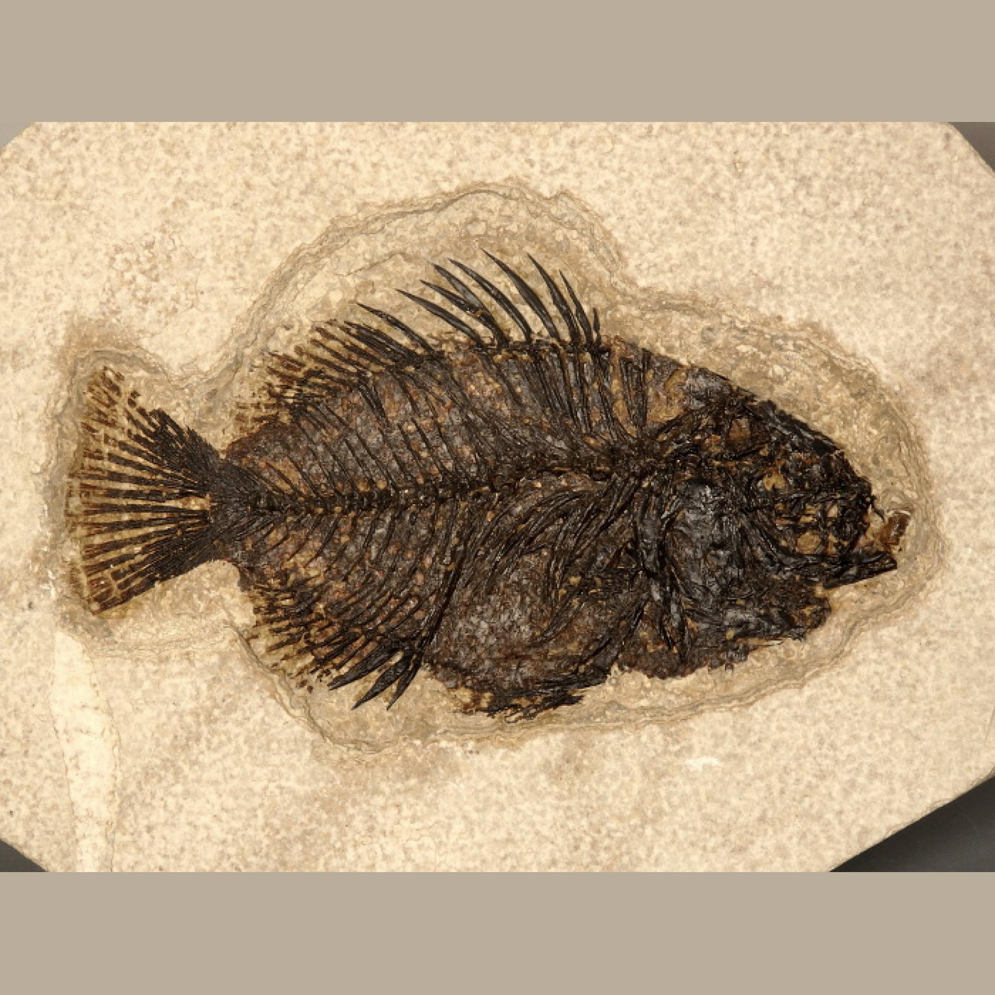 Fossils & Minerals - Preserved Fossil Remains- Minerals - Den of Antiquity