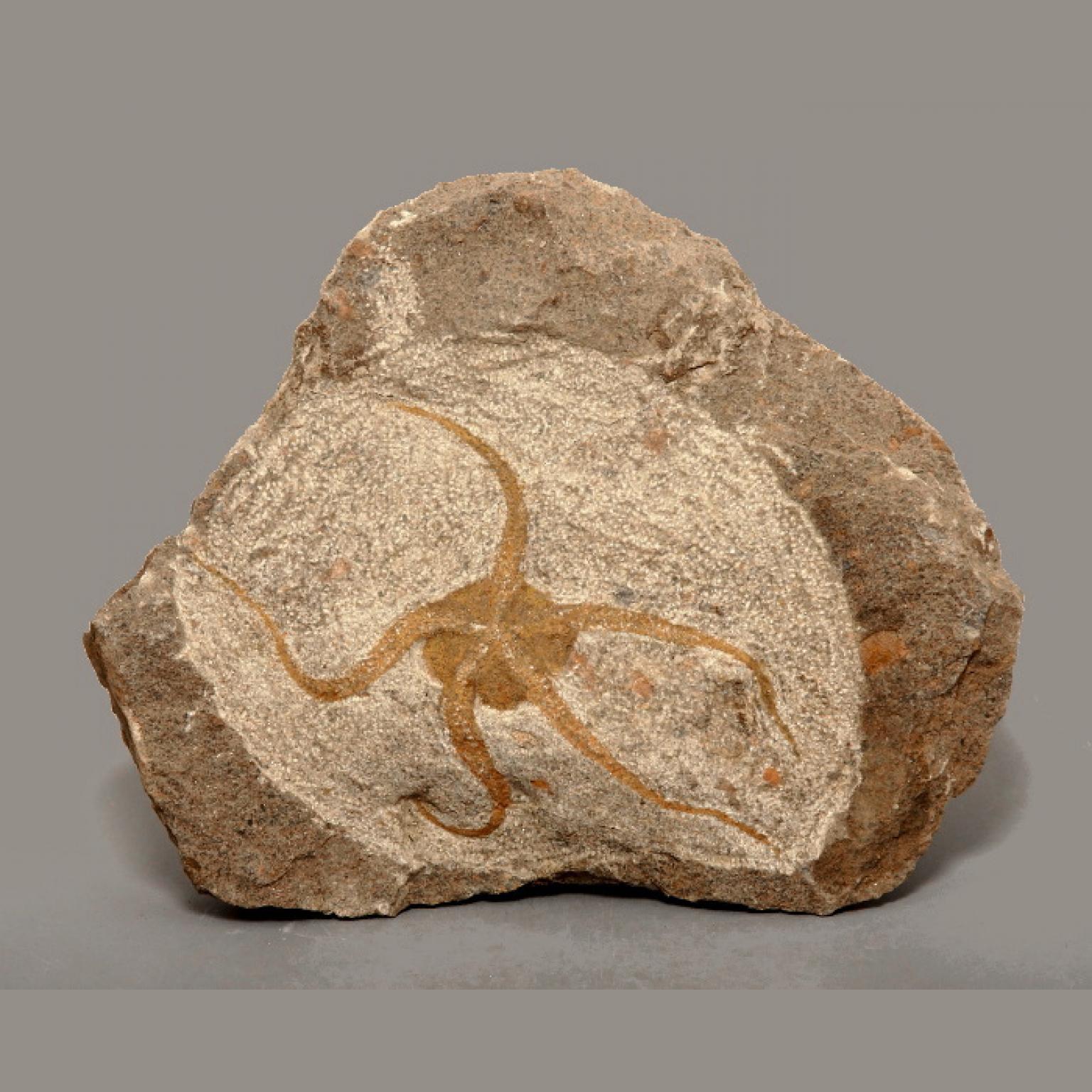 Fossils & Minerals - Preserved Fossil Remains- Minerals - Den of Antiquity