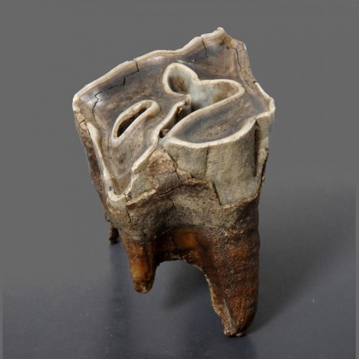 Woolly Rhinoceros Tooth from Russia - Coelodonta Antiquitatus - Den of ...