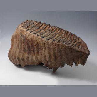 Woolly Mammoth Tooth from The North Sea - Mammuthus Primigenius - Den ...