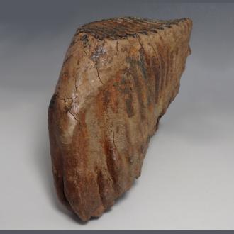 Woolly Mammoth Tooth from The North Sea - Mammuthus Primigenius - Den ...