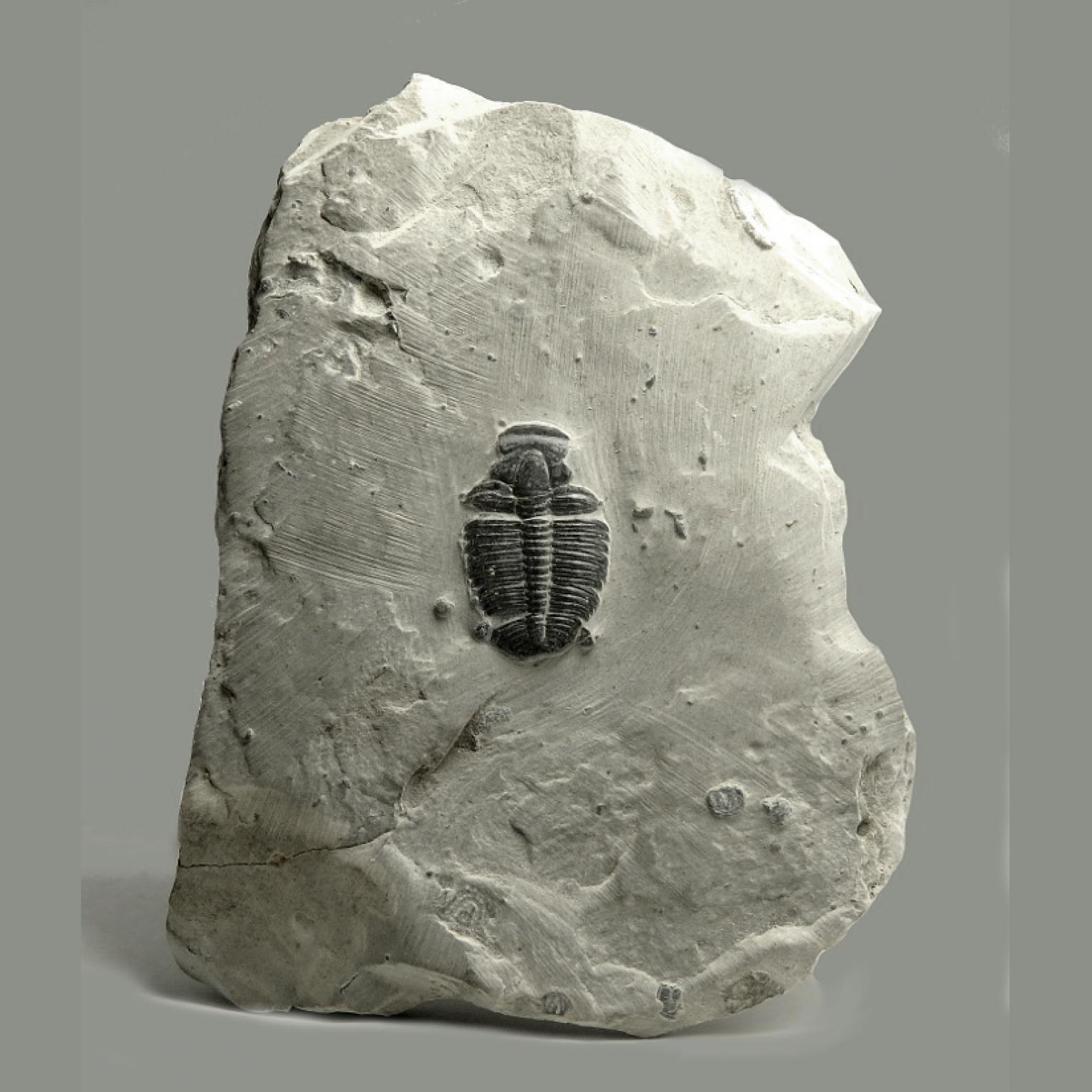 Fossils & Minerals - Preserved Fossil Remains- Minerals- Page 4 of 5 ...