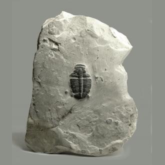 Elrathia Kingii Trilobite Fossil From Utah - Den of Antiquity