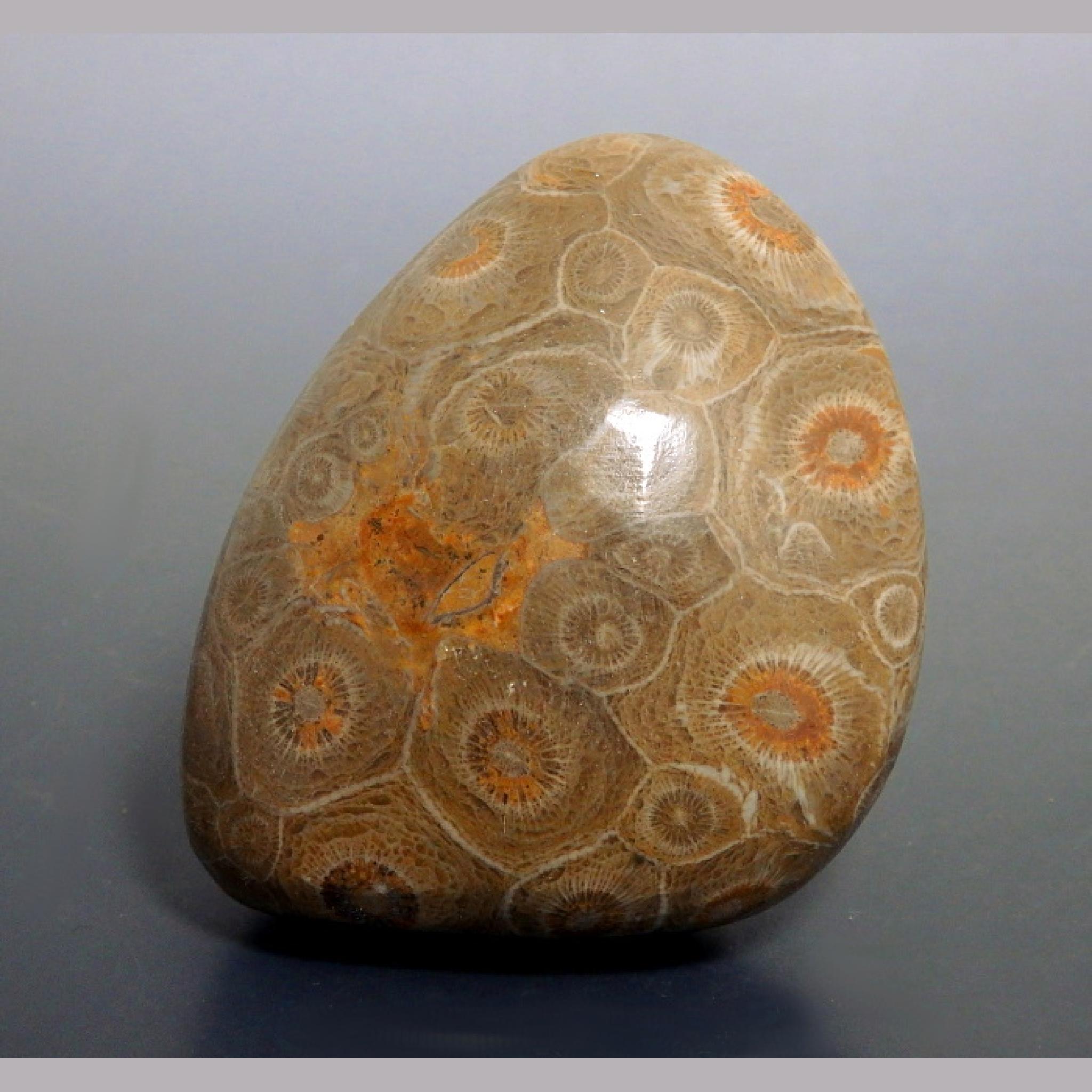 Fossils & Minerals - Preserved Fossil Remains- Minerals- Page 4 of 6 ...