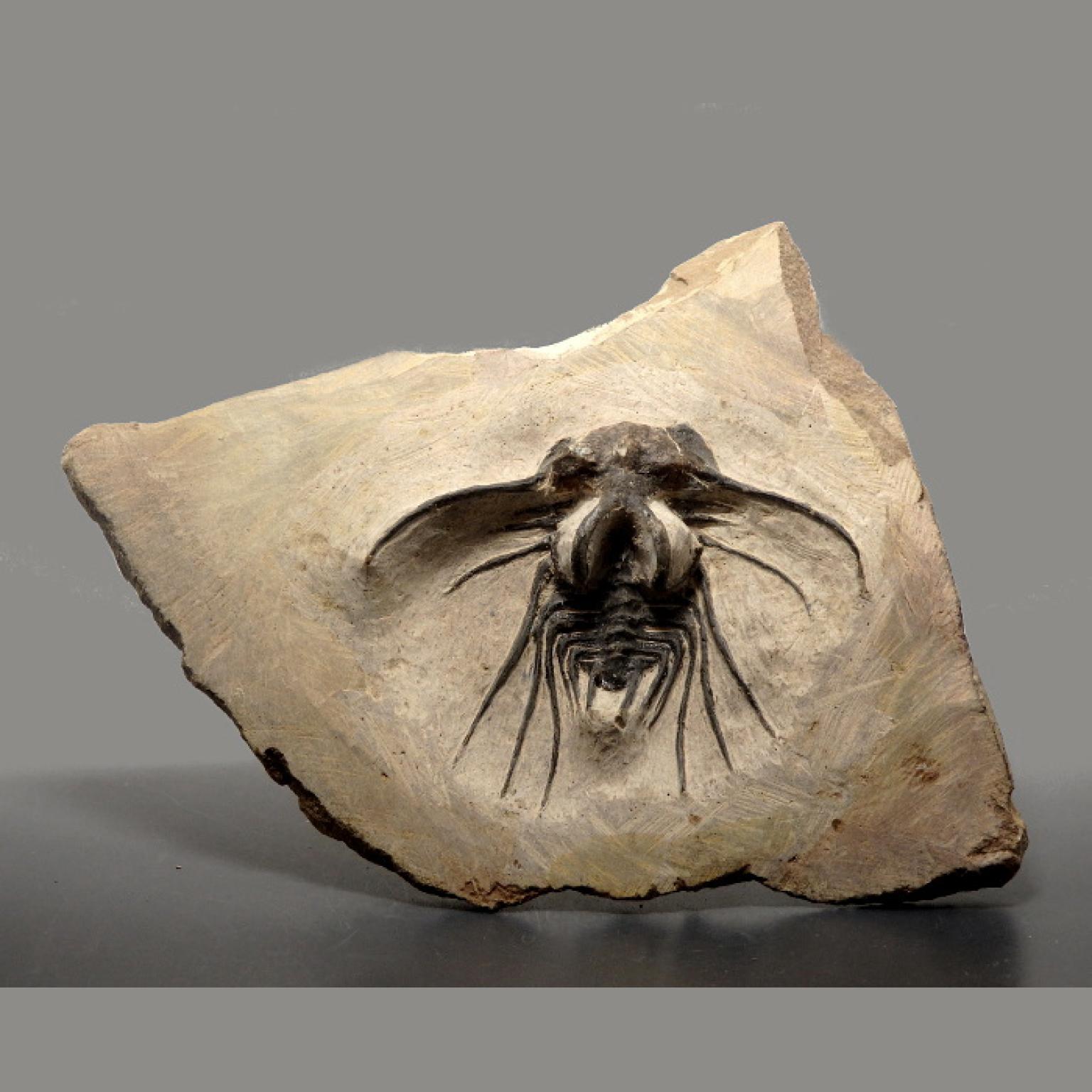 Fossils & Minerals - Preserved Fossil Remains- Minerals - Den of Antiquity