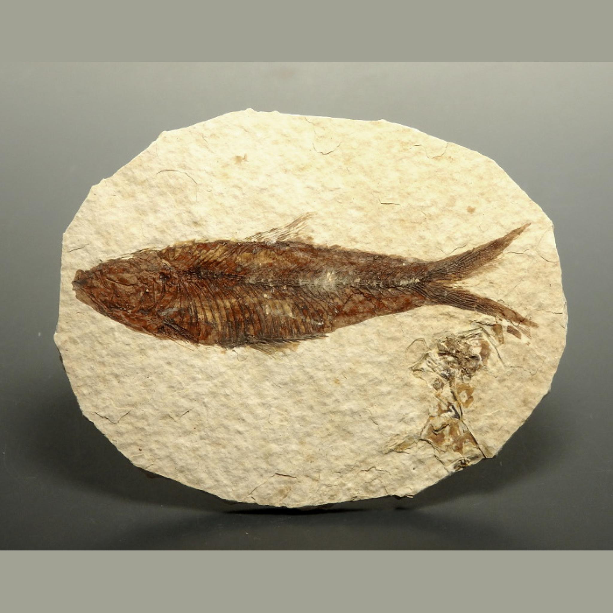 Fossils & Minerals - Preserved Fossil Remains- Minerals - Den of Antiquity