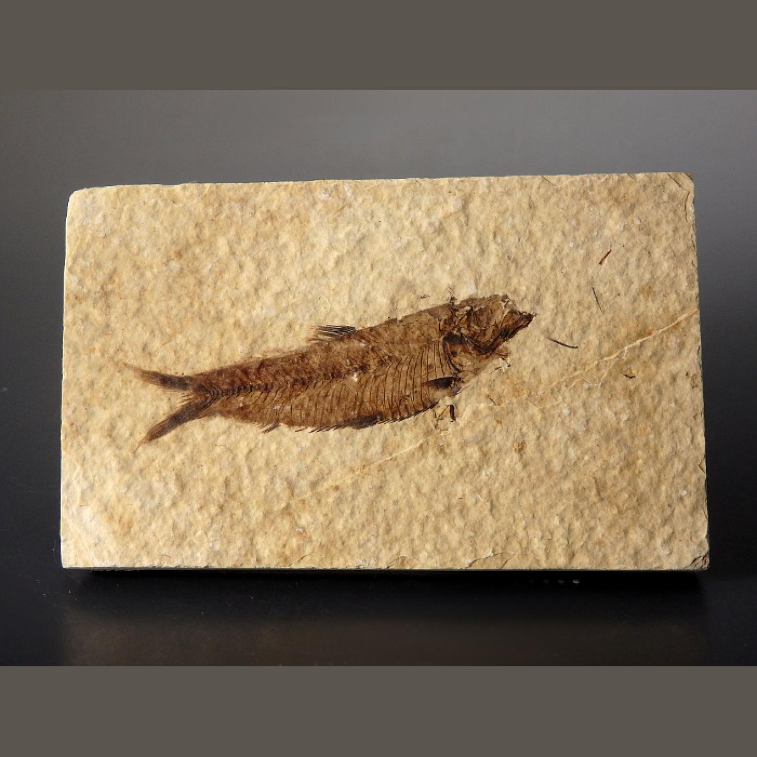 Fossils & Minerals - Preserved Fossil Remains- Minerals - Den of Antiquity