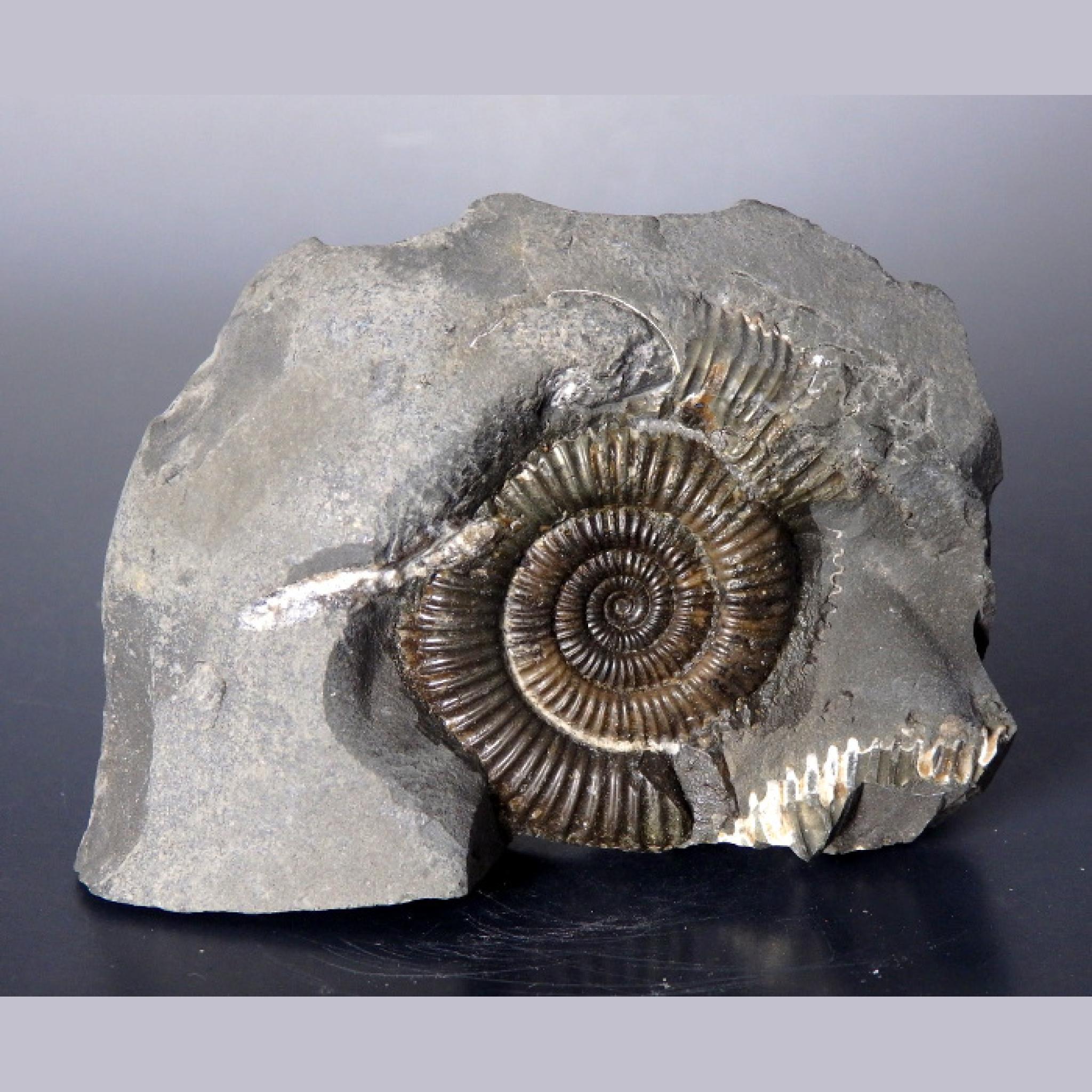 Fossils & Minerals - Preserved Fossil Remains- Minerals- Page 4 of 7 ...