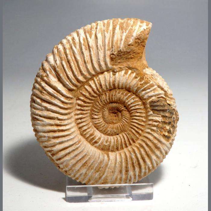 Fossils & Minerals - Preserved Fossil Remains- Minerals- Page 4 of 6 ...