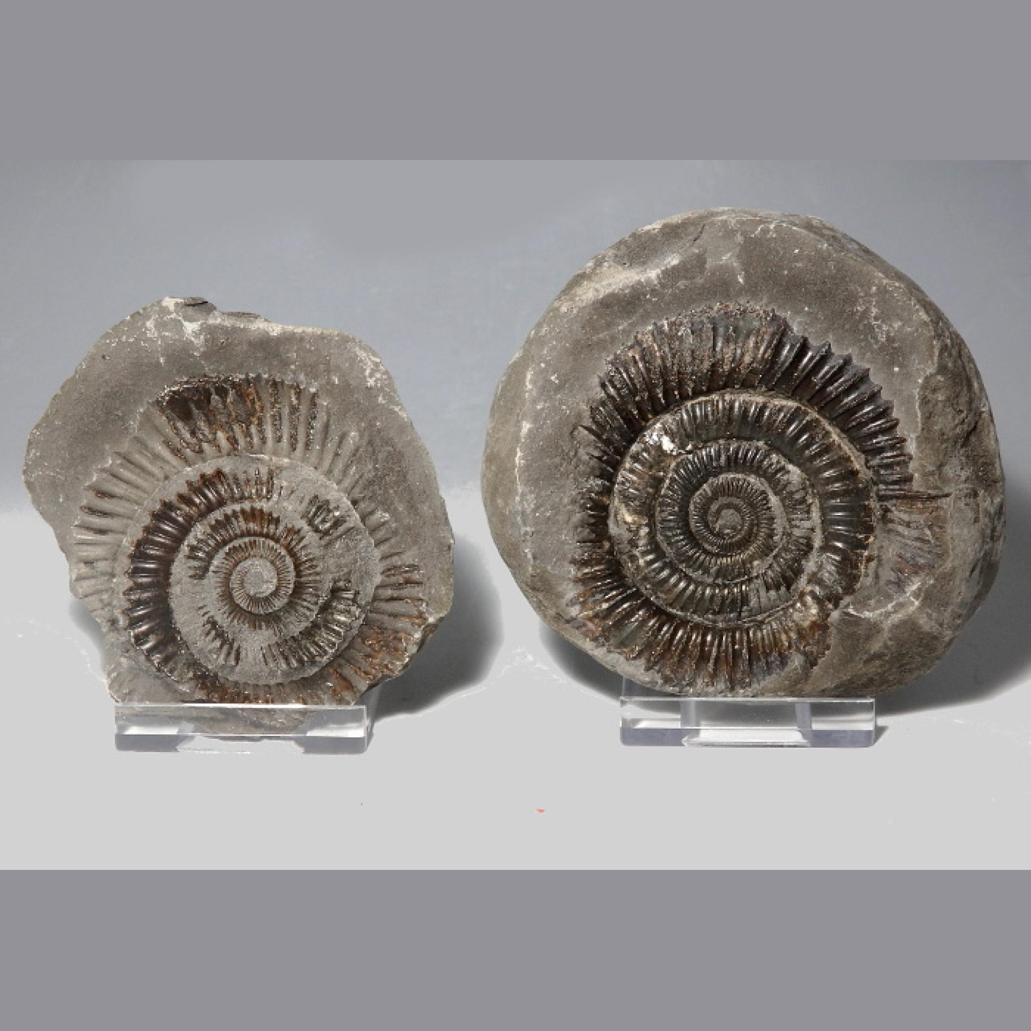 Fossils & Minerals - Preserved Fossil Remains- Minerals- Page 4 of 7 ...