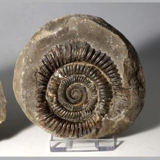 Whitby Dactylioceras Ammonite Nodule From England - Den of Antiquity