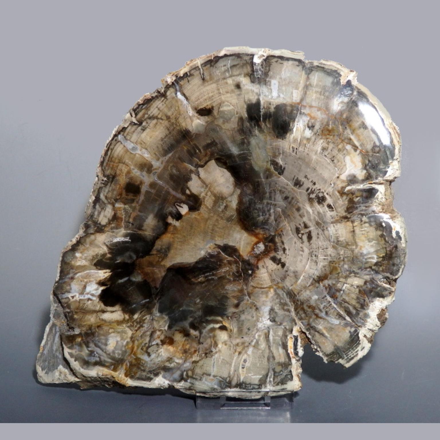 Fossils & Minerals - Preserved Fossil Remains- Minerals- Page 3 of 7 ...