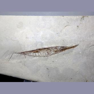 Pliocene Italian Fossil Razorfish Centriscus Strigatus - Den of Antiquity