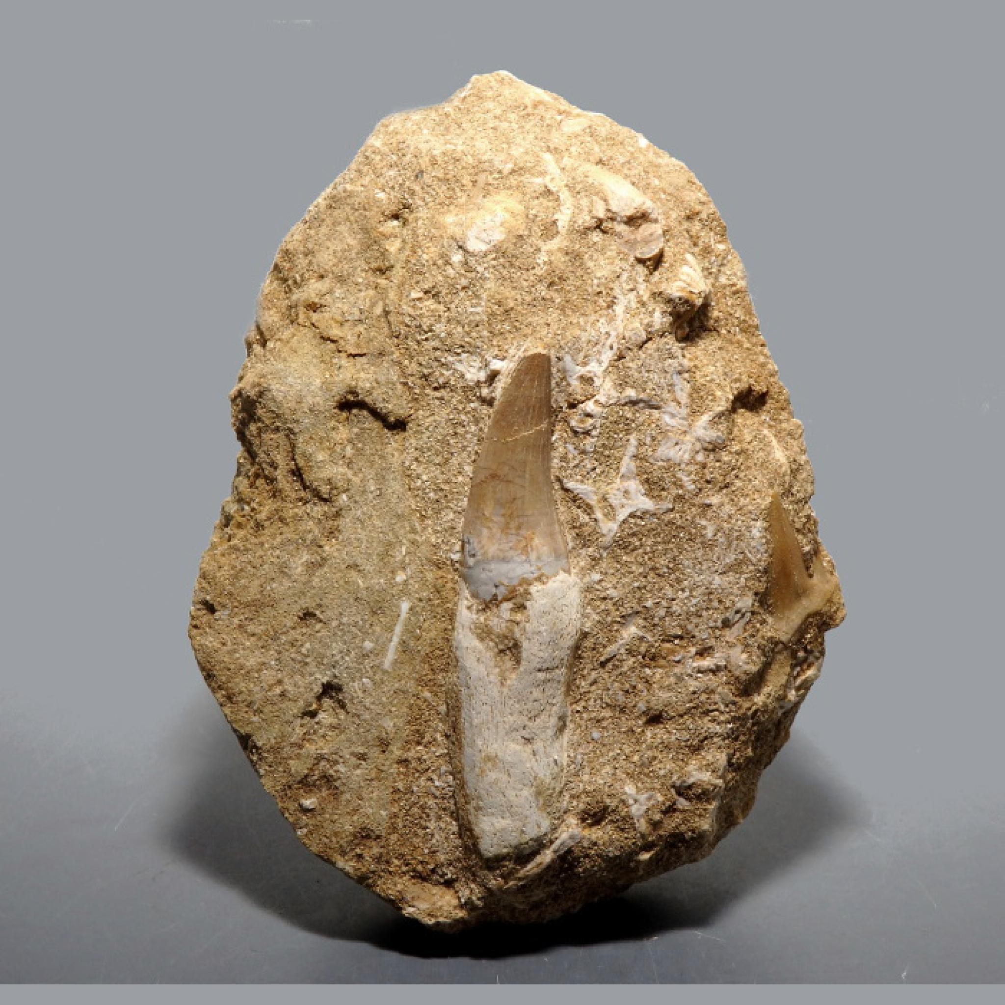 Fossils & Minerals - Preserved Fossil Remains- Minerals- Page 3 of 7 ...