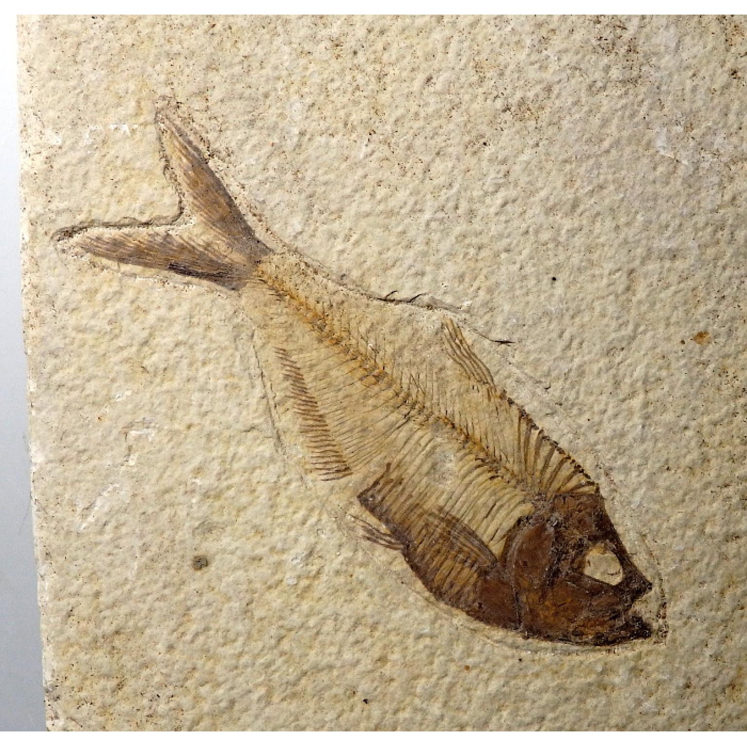 Stone Age Artefacts - Neolithic - Paleolithic - Bronze Age - Den of ...