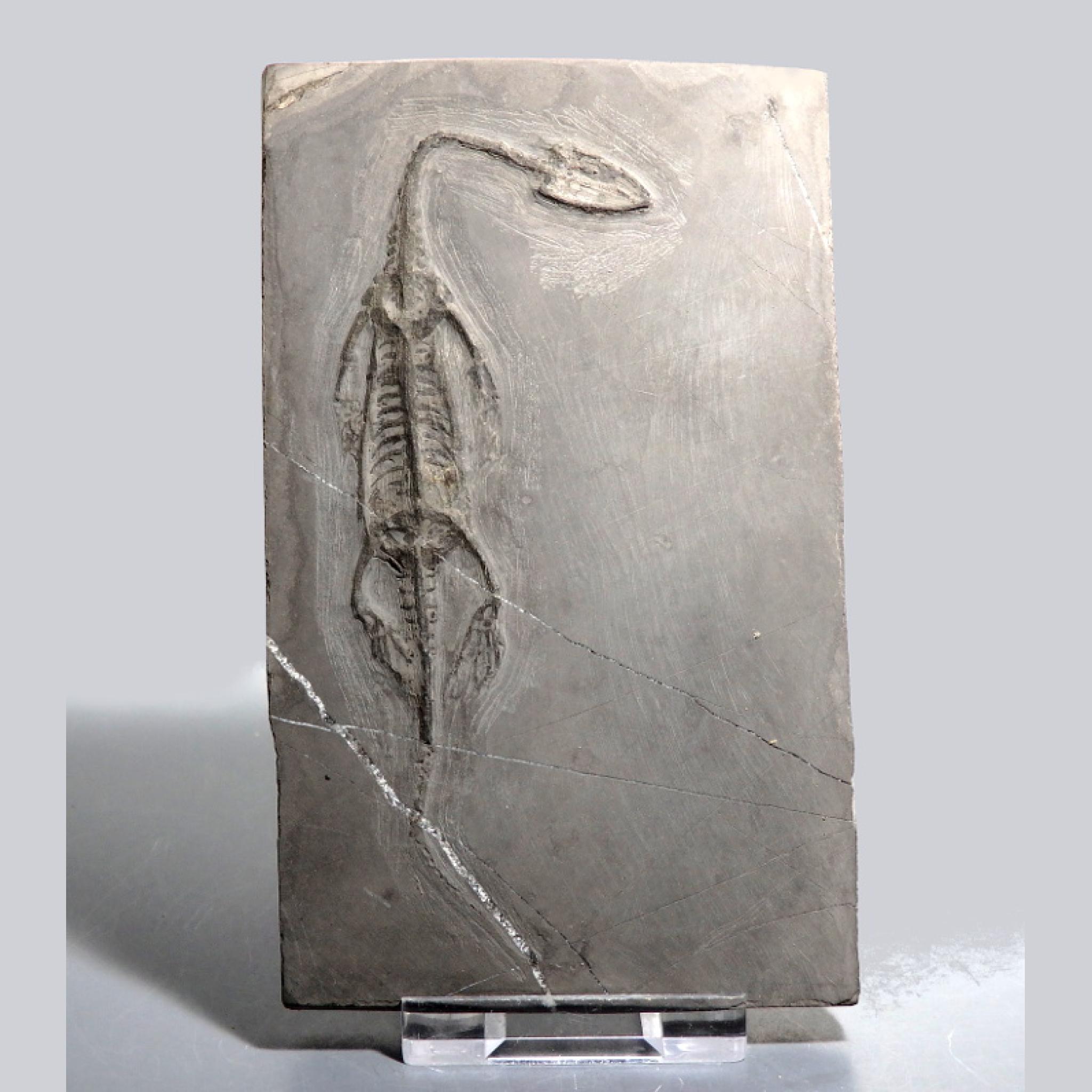 Fossils & Minerals - Preserved Fossil Remains- Minerals- Page 3 of 4 ...