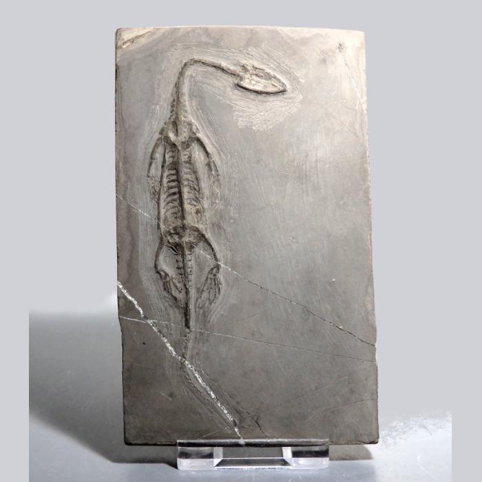 Fossil Keichousaurus Hui 'Marine Reptile' Skeleton From China - Den of ...