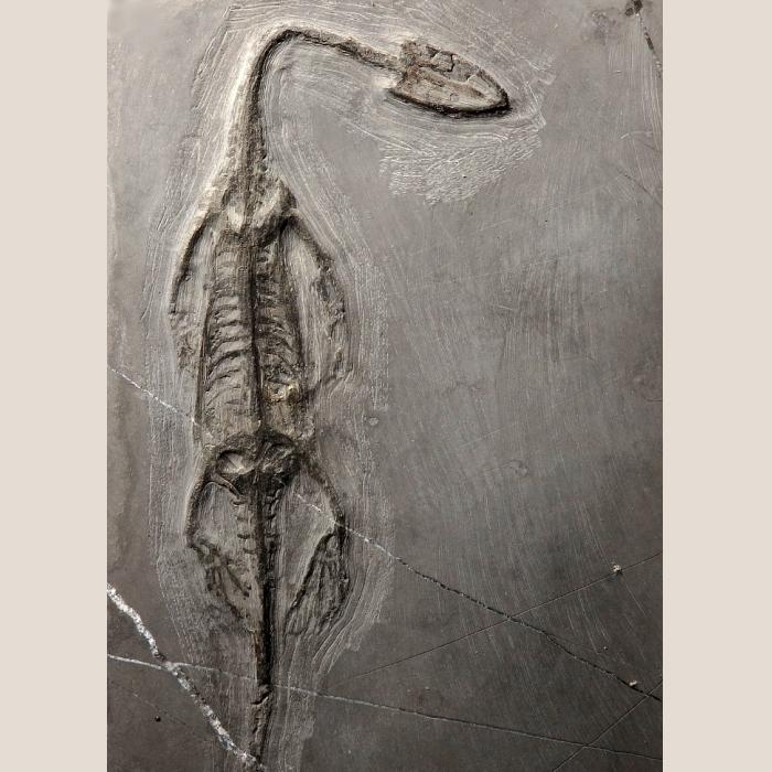 Fossil Keichousaurus Hui 'Marine Reptile' Skeleton From China - Den of ...