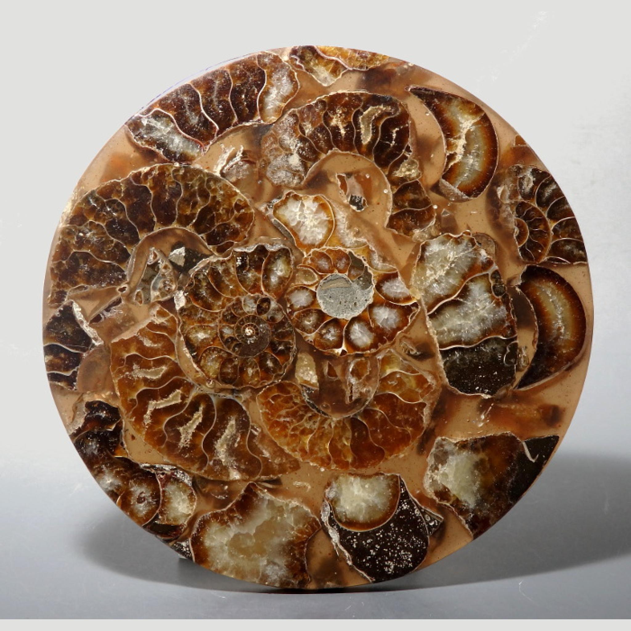 Fossils & Minerals - Preserved Fossil Remains- Minerals- Page 2 of 4 ...