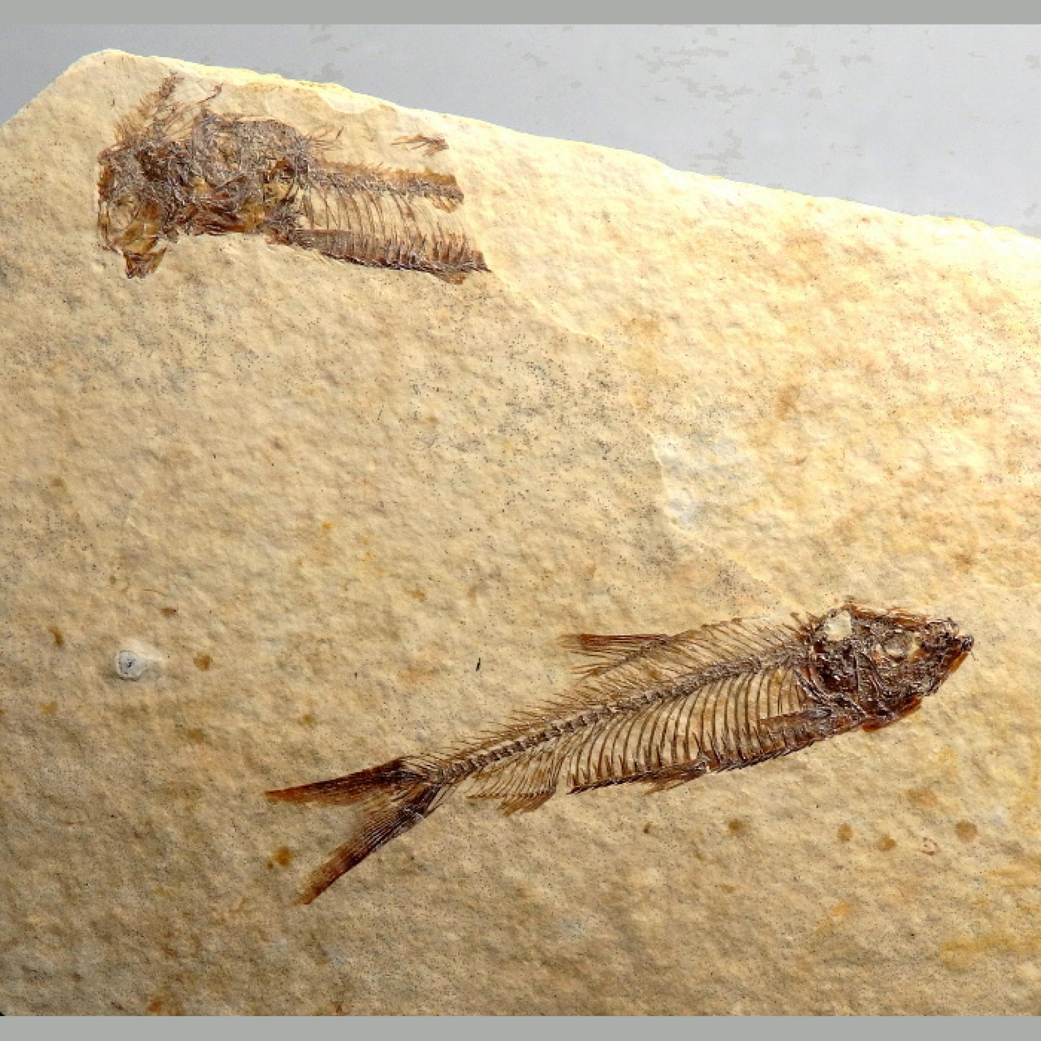 Fossils & Minerals - Preserved Fossil Remains- Minerals- Page 2 of 7 ...