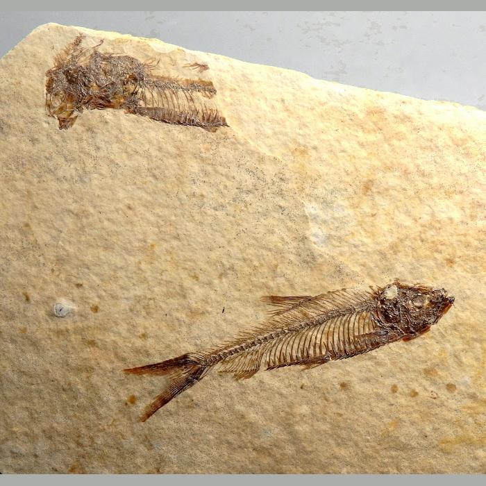 Fossils & Minerals - Preserved Fossil Remains- Minerals- Page 2 of 6 ...