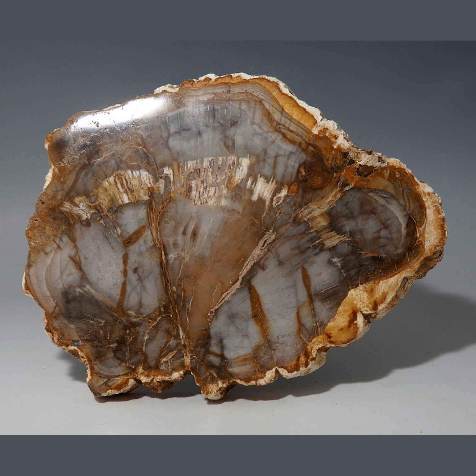 Fossils & Minerals - Preserved Fossil Remains- Minerals - Den of Antiquity