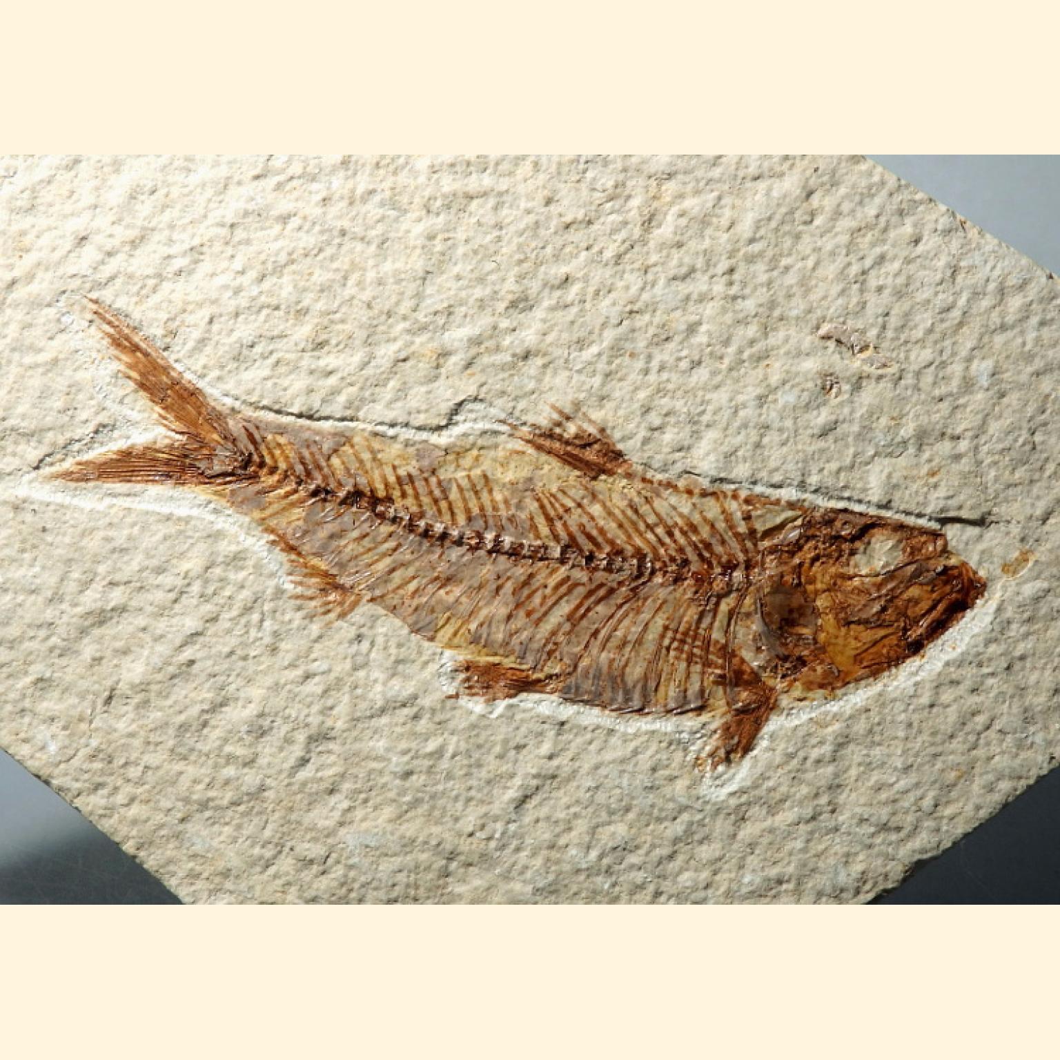 Fossils & Minerals - Preserved Fossil Remains- Minerals - Den of Antiquity