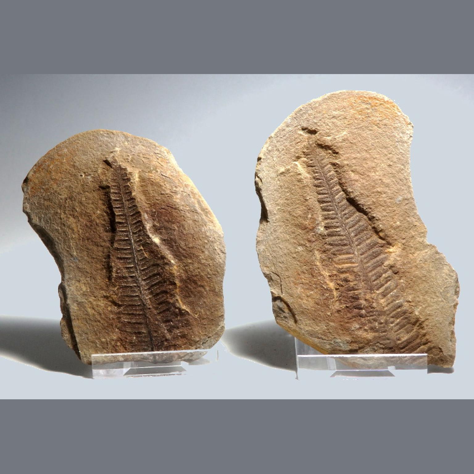 Fossils & Minerals - Preserved Fossil Remains- Minerals - Den of Antiquity