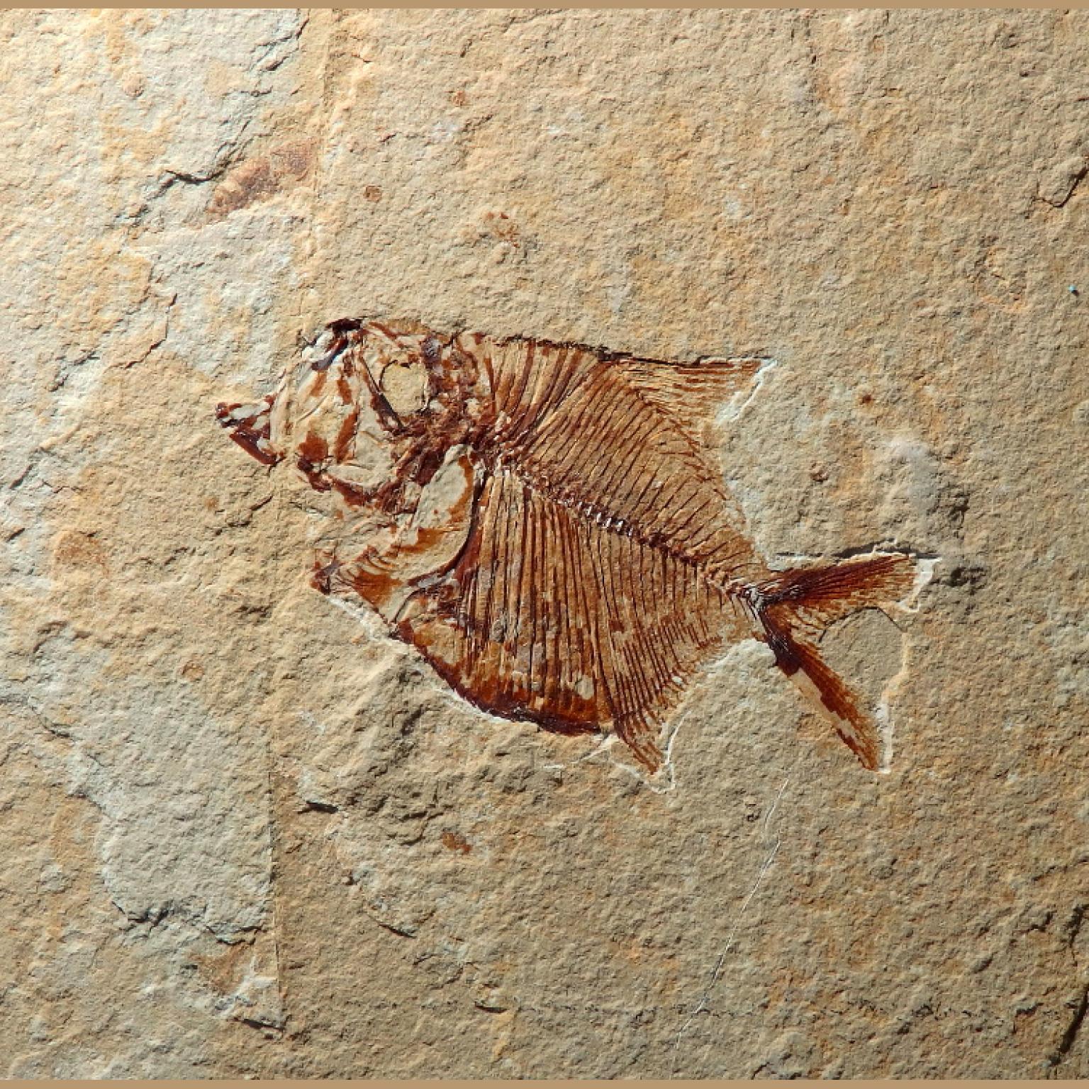 Fossils & Minerals - Preserved Fossil Remains- Minerals - Den of Antiquity