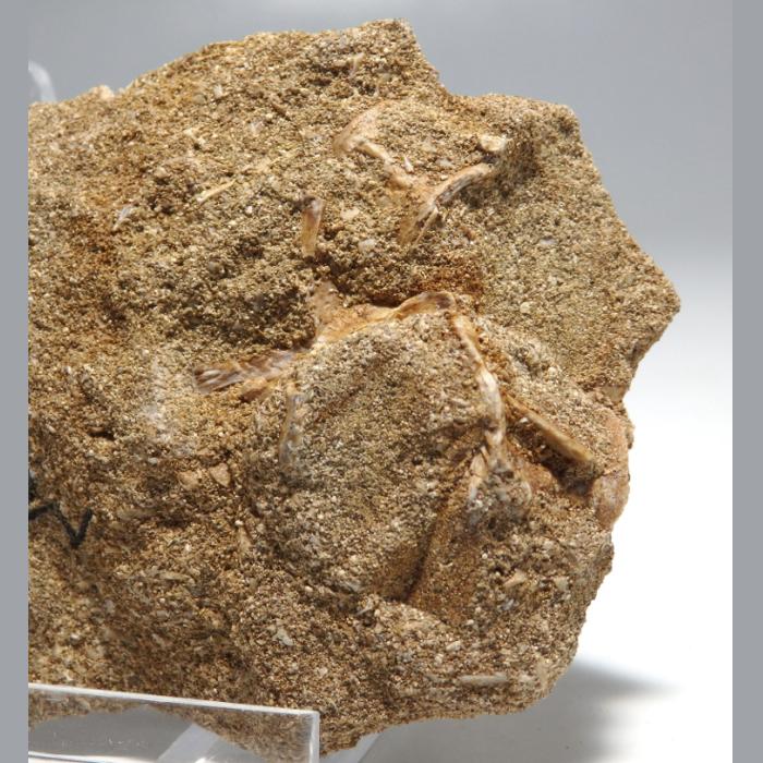 Fossillised Phcnodonidae Gyrodus Jaw Fragment With Teeth - Den of Antiquity